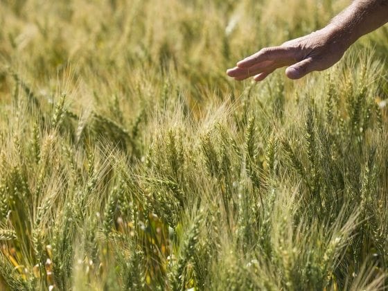 Limagrain Cereal Seeds Introduces High-Yielding Spring Wheat Varieties ...