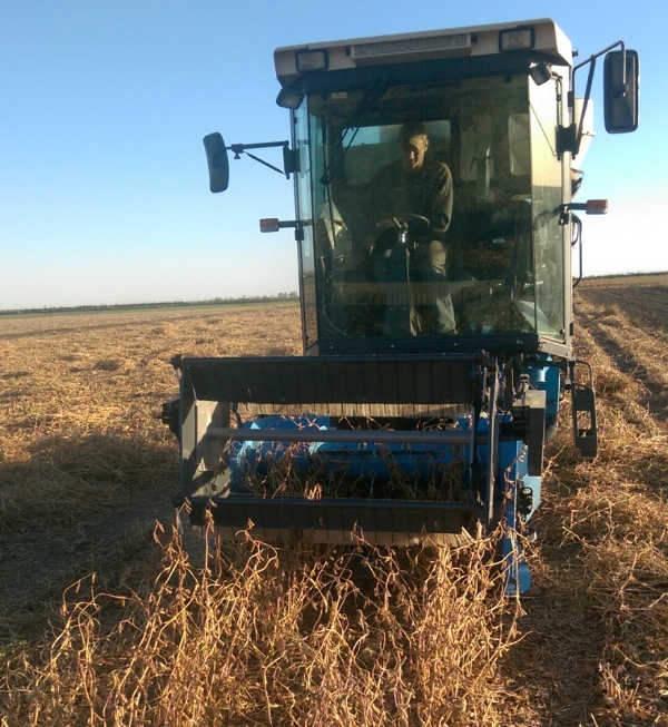 Calyxt Completes Second Year of Field Trials of its High Oleic Soybean ...