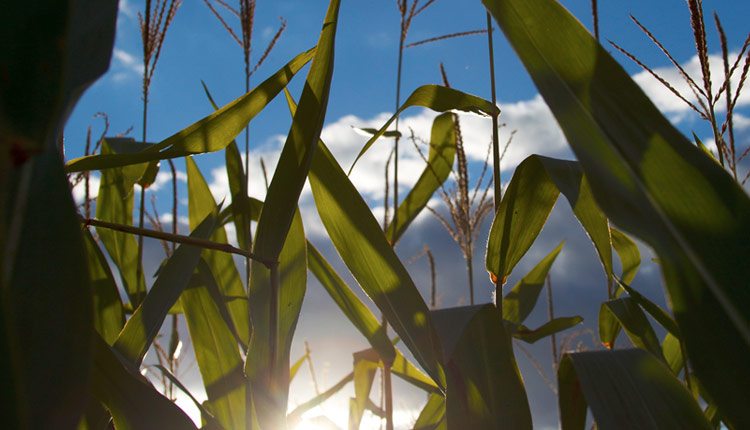 Researchers Mapping Maize Genome's Key Functional Regions