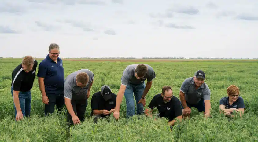 Limagrain Cereal Seeds and Saskatchewan Pulse Growers are Changing the ...