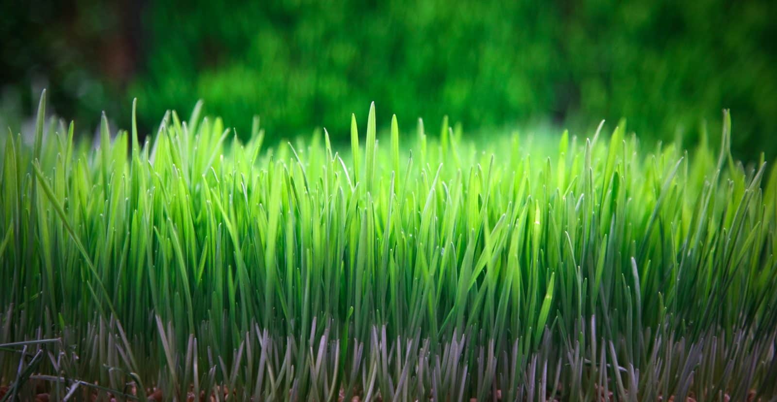 NRGene and The Land Institute Deliver Intermediate Wheatgrass Reference ...