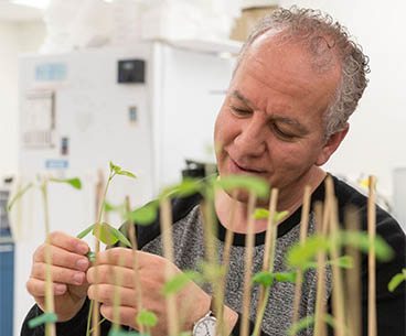 Scientists Work to Combat SCN Resistance - Seed World