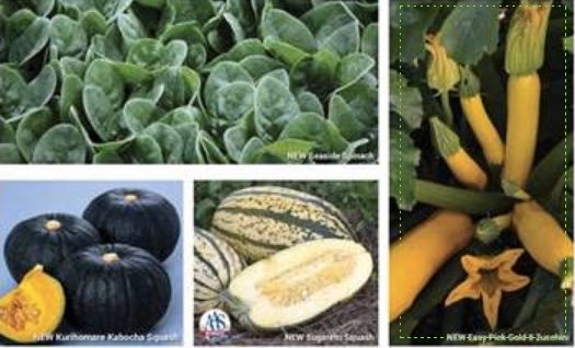Ball Releases 2018 Seed Catalog - Seed World