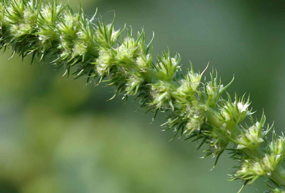 Ridding Seed and Fields of Palmer Amaranth Requires Unified Strategy ...
