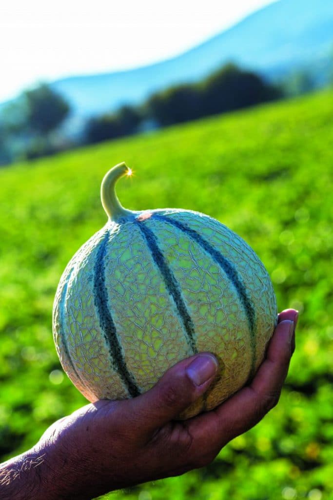 Breeding Driven by Taste, Consistency and Convenience - Seed World