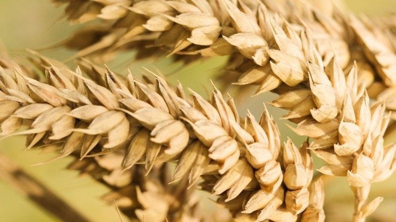 The Best New Varieties at Elsoms’ Launch Event - Seed World