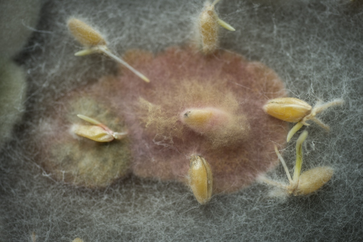 Disease is Back, and not Just in Humans - Seed World